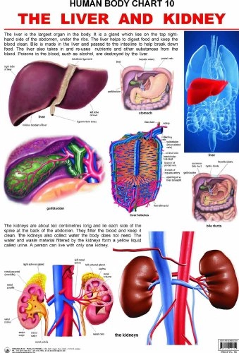 Human Body Chart 10 The Liver and Kidney by Dreamland Publication ...
