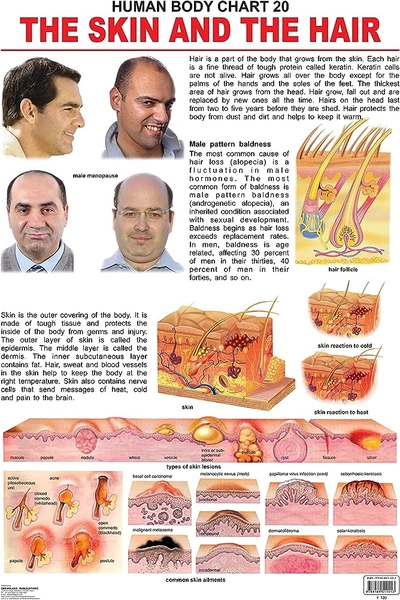 Human Body Chart 20 The Skin And The Hair by Dreamland Publication ...