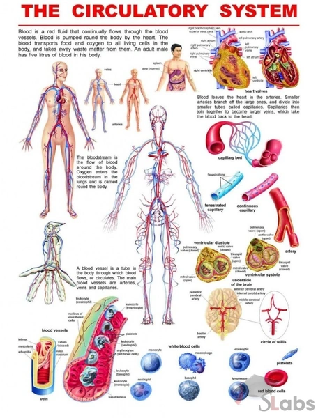 Human Body Chart 5 The Circulatory System by Dreamland Publication | ISBN :b8964 | booksmandala.com